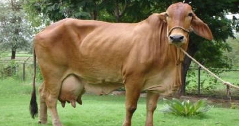 जानिए किस विदेशी नस्ल की गाय से मिलता है सबसे ज़्यादा A2 MILK | Dairy Today