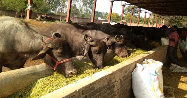 डेयरी बिजनेस आइडिया- खोलें मुर्रा भैंस का डेयरी फार्म और दूध बेचने के ...